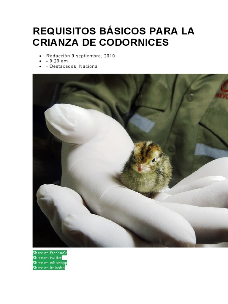 8 Requisitos Básicos para La Crianza de Codornices | PDF | Pollo | Aves