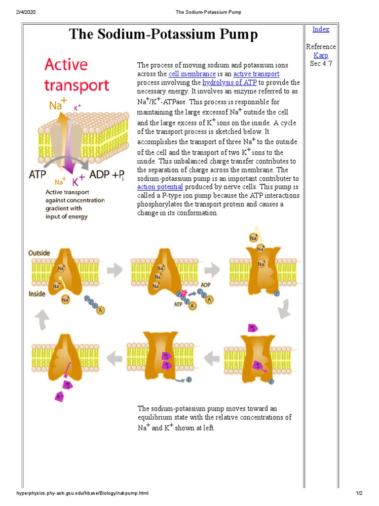 The Sodium-Potassium Pump | PDF | Biotechnology | Biochemistry