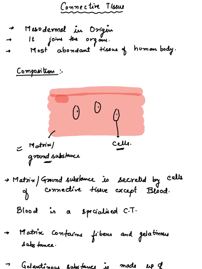 Connective Tissue: Mesodermal in Origin and Most Abundant Tissue | PDF ...
