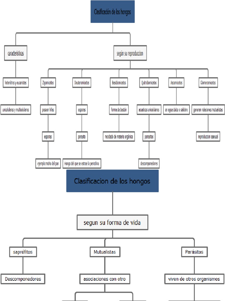 Clasificacion de Los Hongos Mapas Conceptuales | PDF