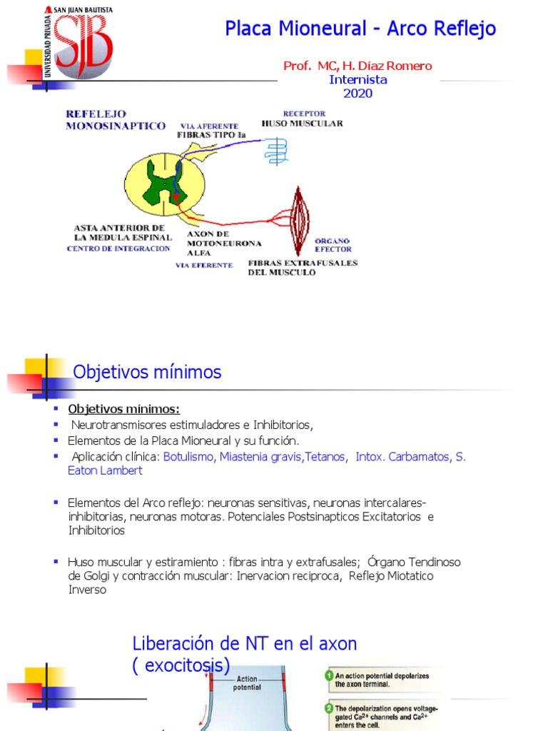 Arco Reflejo Placa Mioneural | PDF | Neurona motora | Neurona