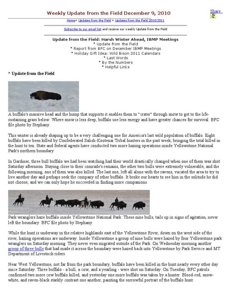 Buffalo Field Update: Winter Challenges | PDF | American Bison ...