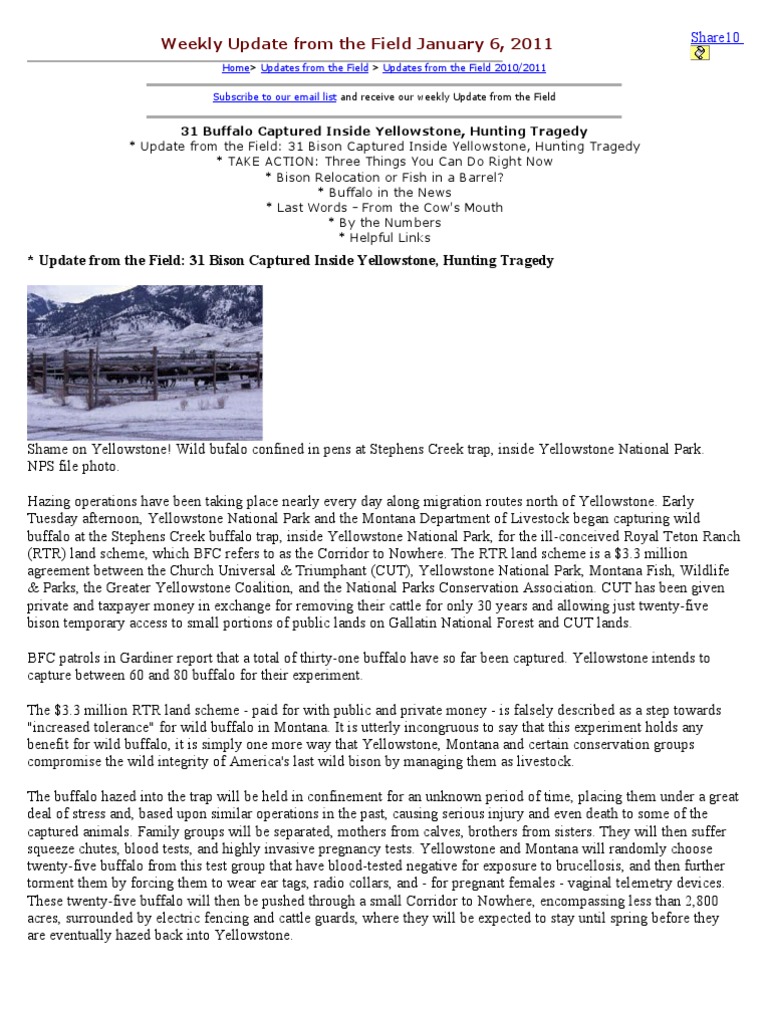 01/06/11 Weekly Update, Buffalo Field Campaign | PDF | American Bison ...
