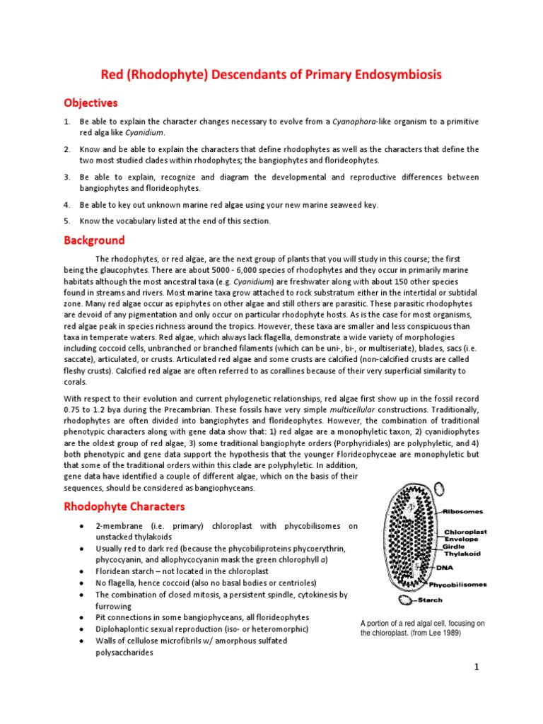 Rhodophyte Lab | PDF | Sexual Reproduction | Spore