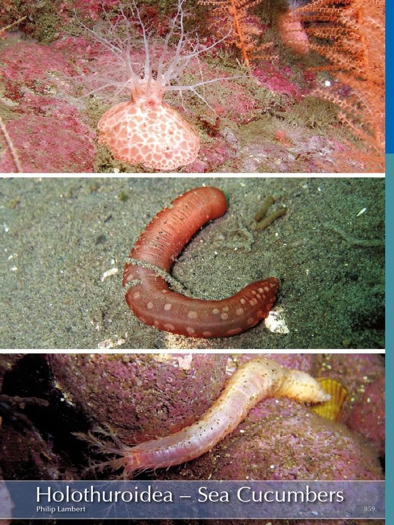 Holothuroidea - Sea Cucumbers: Philip Lambert | PDF | Organisms | Nature