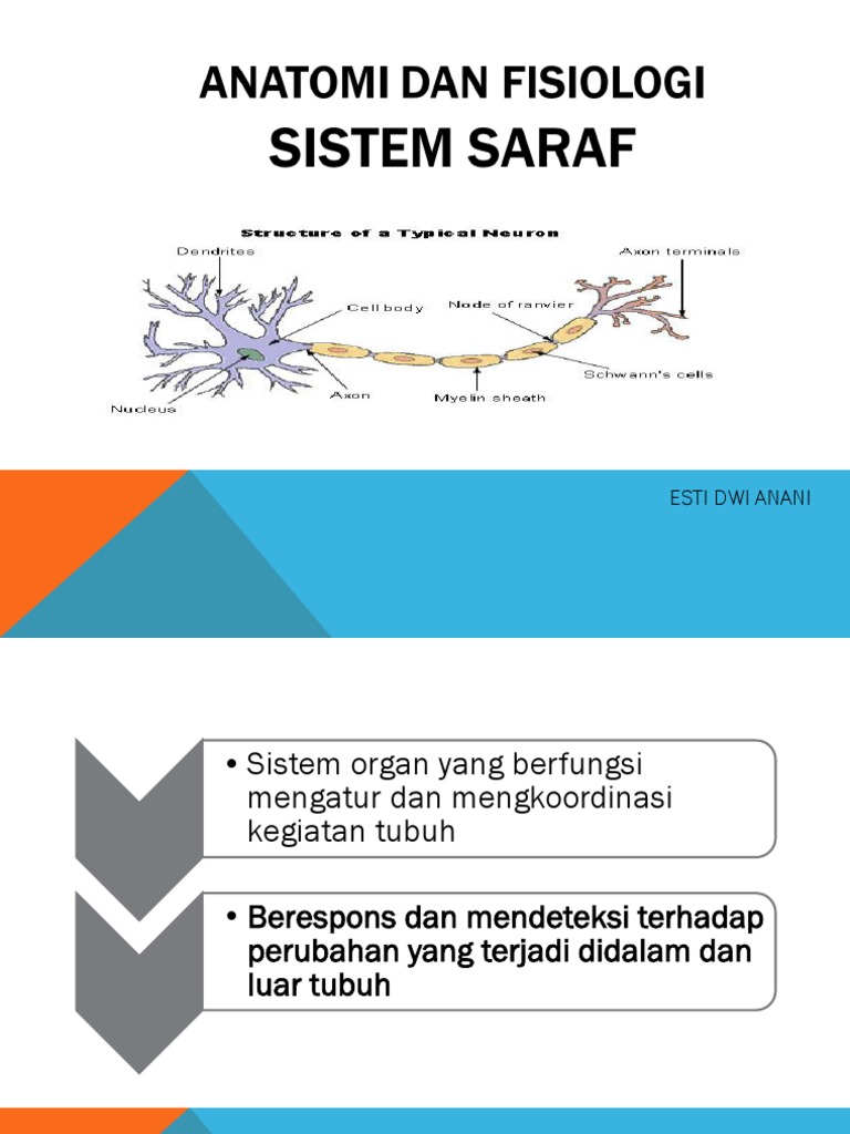 Anatomi Dan Fisiologi Sistem Saraf | PDF