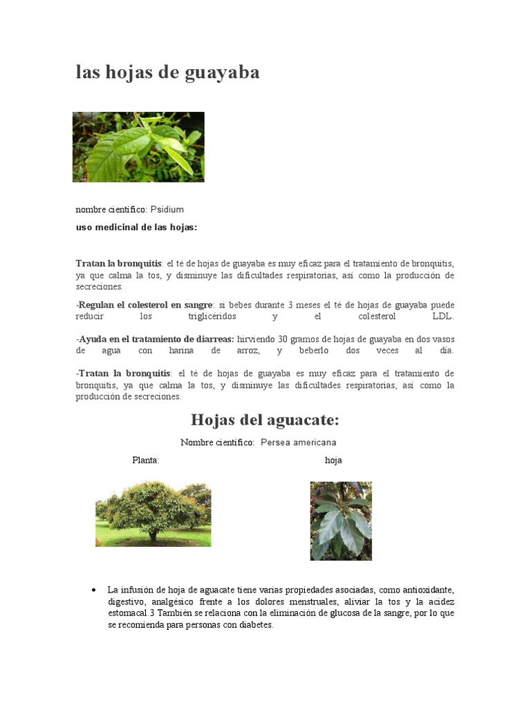 Las Hojas de Guayaba | PDF