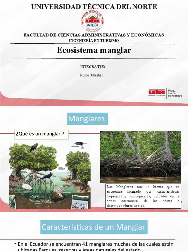 Características y biodiversidad del manglar | PDF | Mangle | Biogeografia