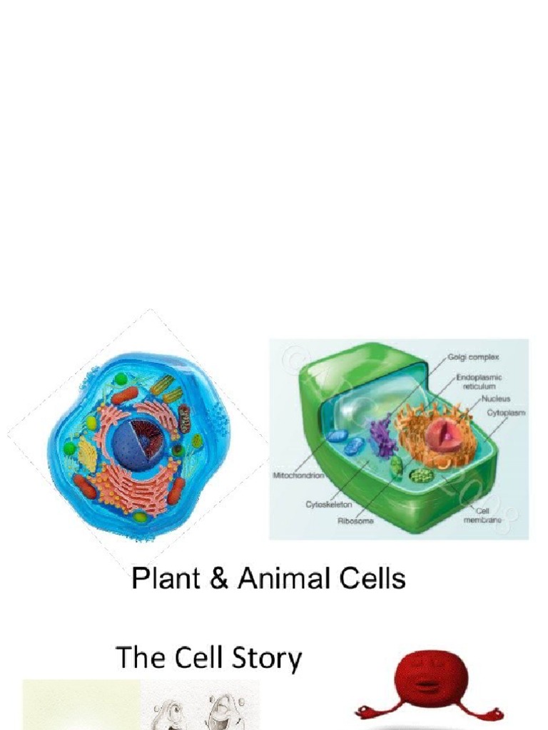 Plant and Animal Cells Grade 7 | PDF