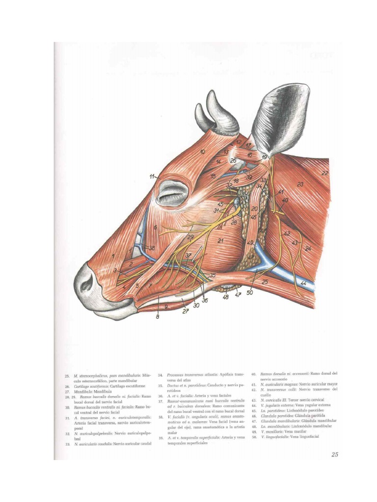 Musculos de Un Bovino | PDF