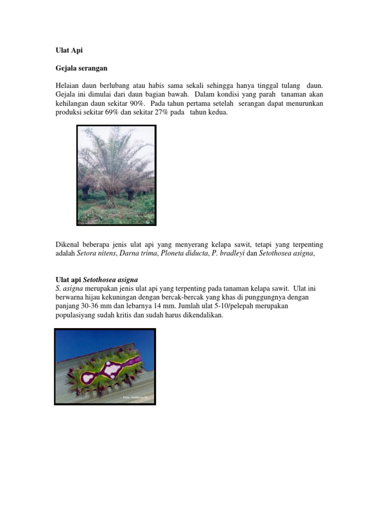 Ulat Api PDF | PDF | Griya & Taman