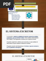 Triptico Del Sistema Excretor | PDF | Sistema urinario | Riñón