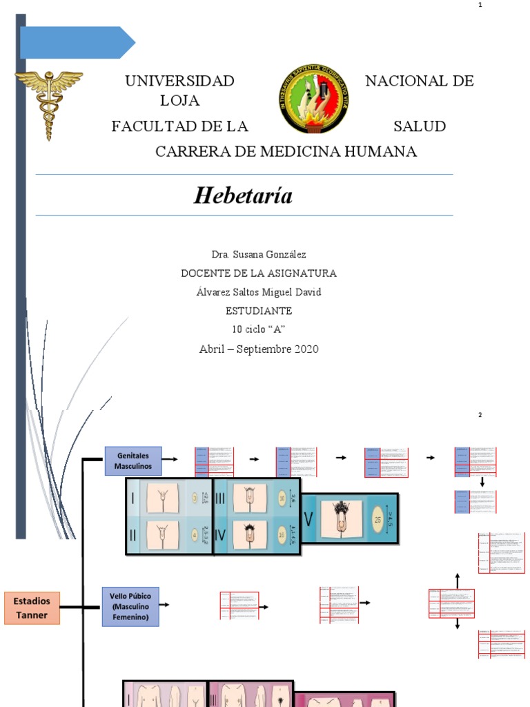 Estadios de Tanner | PDF | Sistema tegumentario | Anatomia sexual