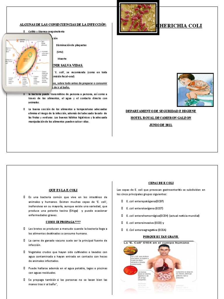 Folleto de E.coli | PDF | Escherichia coli | Patologia clinica