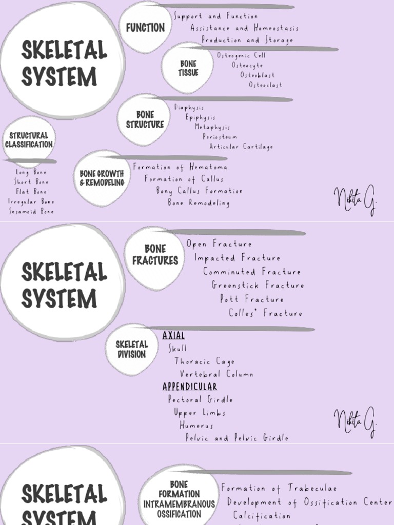 Anaphy GRAPHIC - ORGANIZER | PDF | Bone | Muscle
