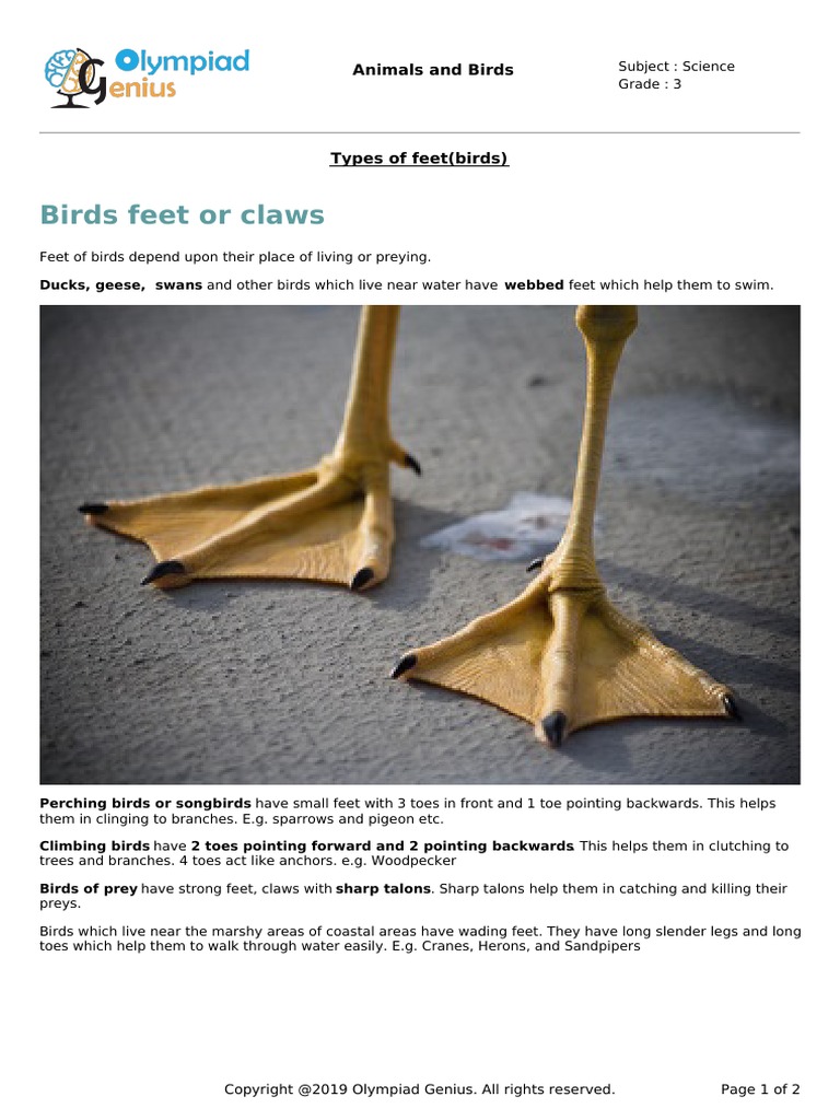 Types of Birds Feet