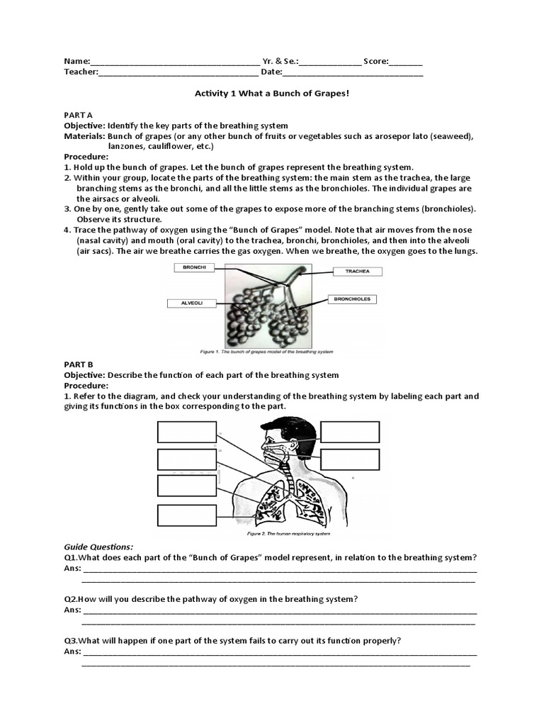 Respiratory and Circulatory System Activities | PDF | Breathing ...