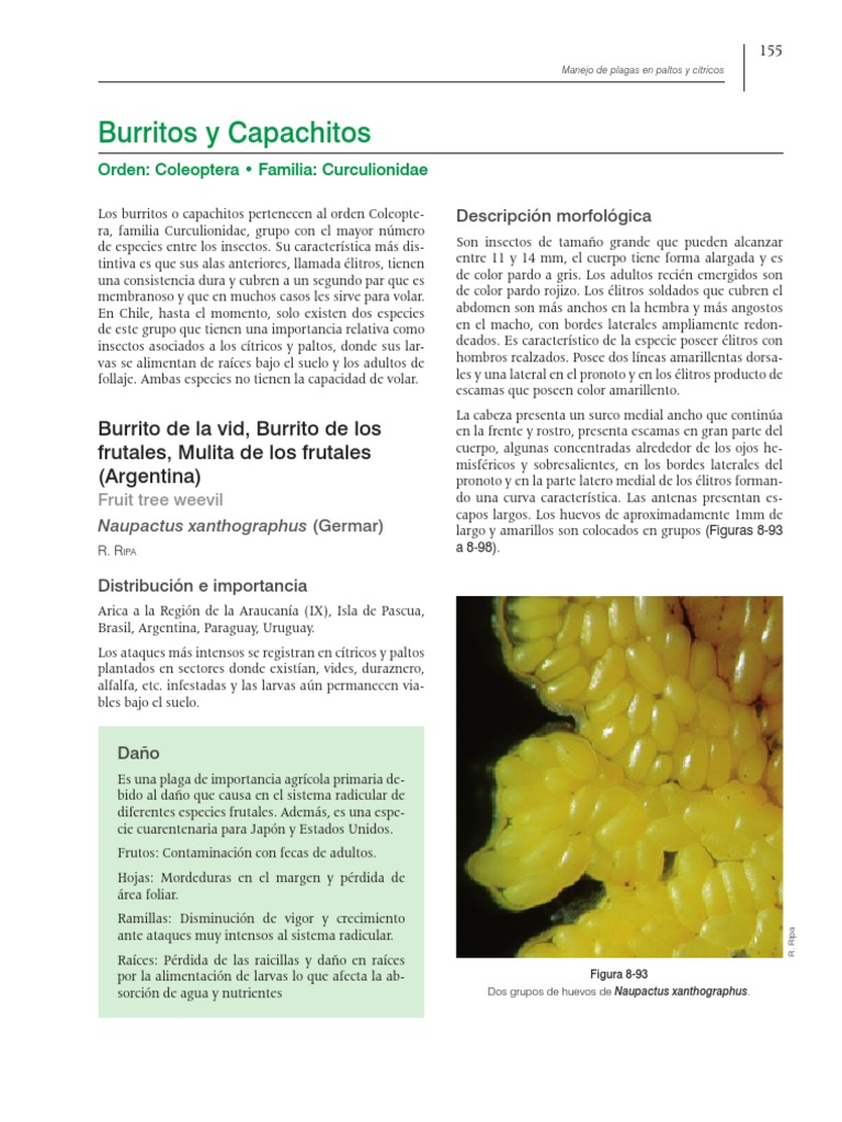 Burritos y Capachitos | PDF | Insectos | Arboles