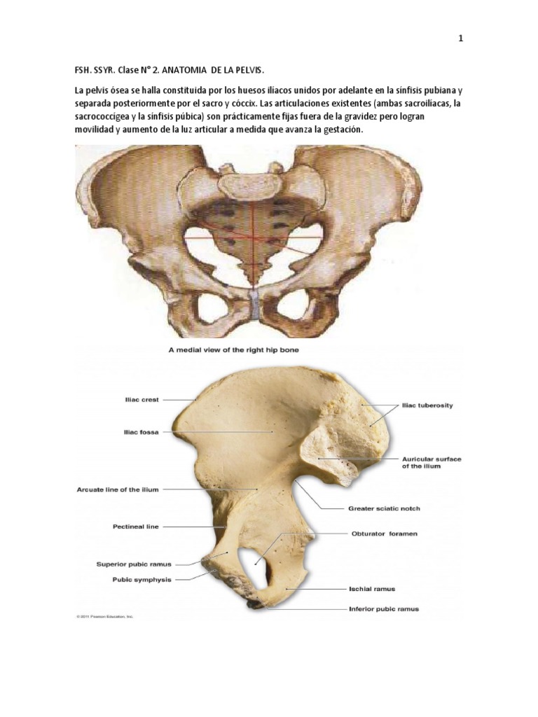 CL N - 2 Anatomia Pelvis PDF | PDF | Pelvis | Sistema esquelético