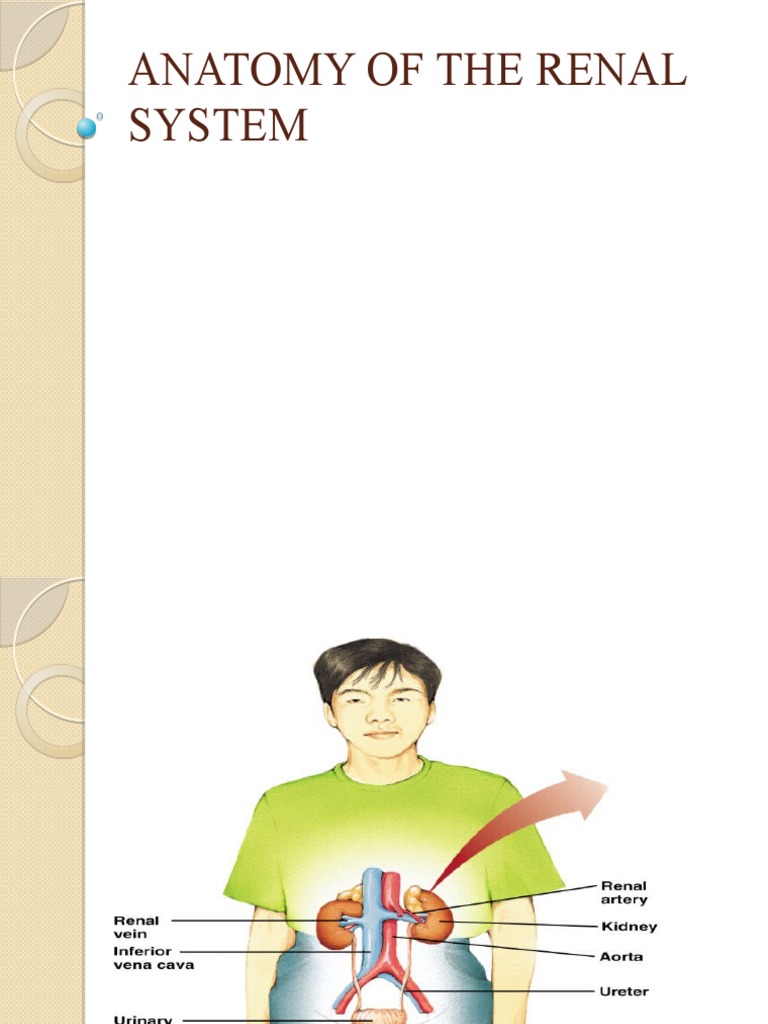 ANATOMY OF THE RENAL SYSTEM - Ayesigwa Gerald | PDF | Kidney | Urinary ...