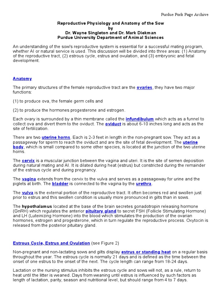 Reproductive Physiology and Anatomy of The Sow PDF | PDF | Luteinizing ...