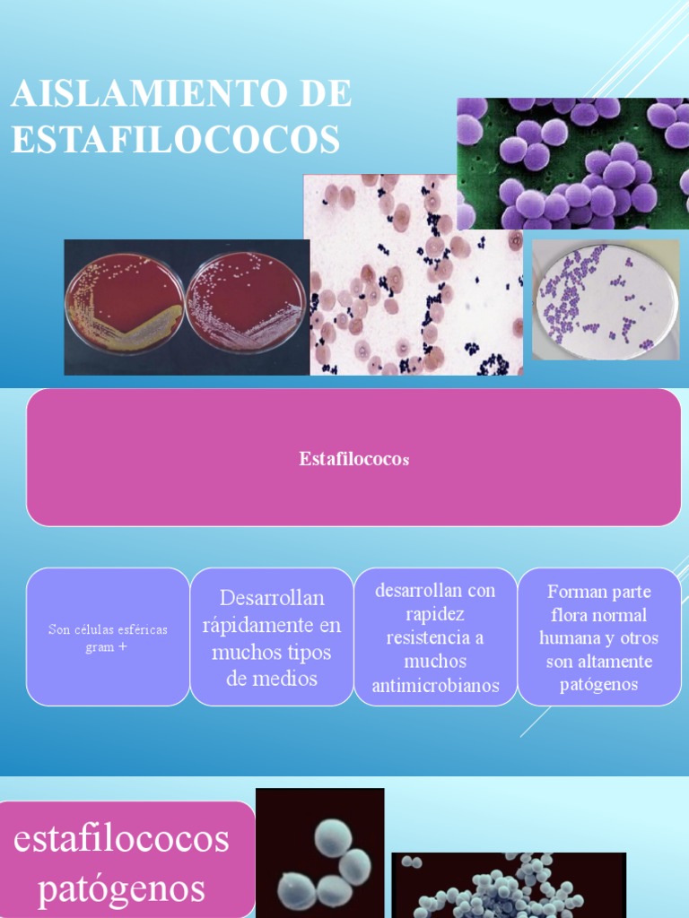 ESTAFILOCOCOS Si | PDF | Staphylococcus Aureus | Estafilococo