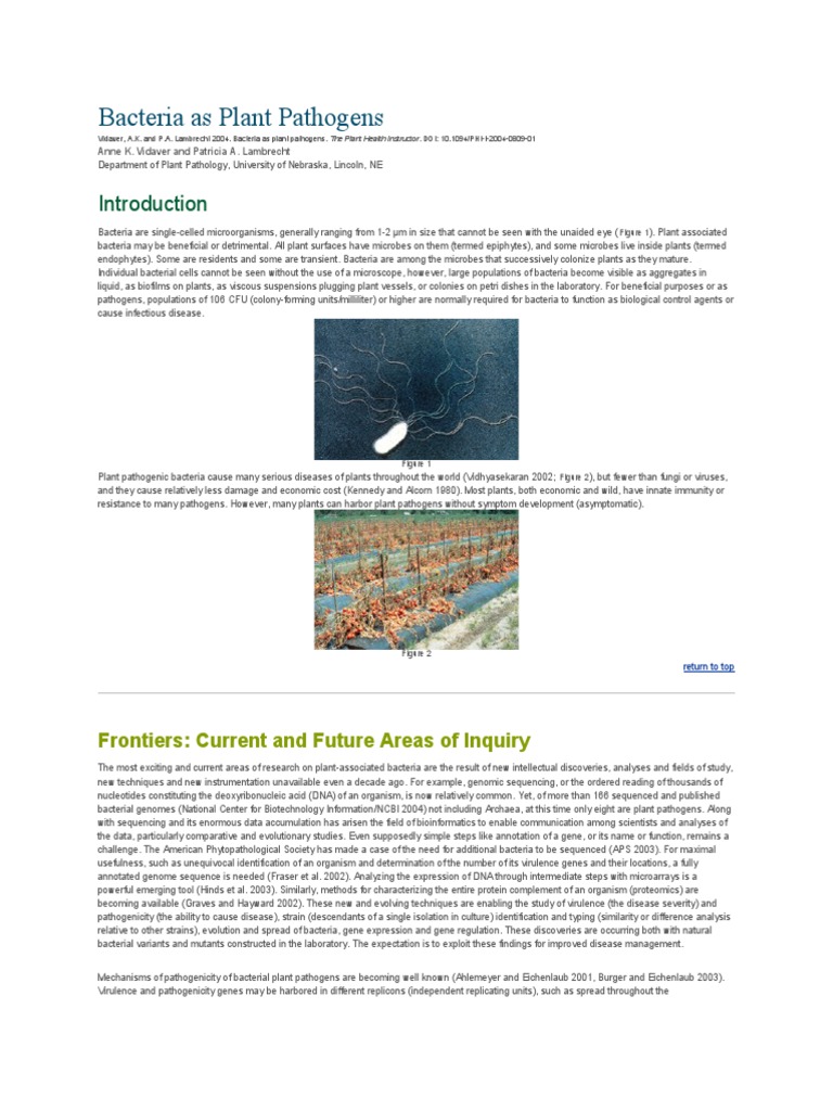 Bacteria As Plant Pathogens | PDF | Pathogen | Bacteria
