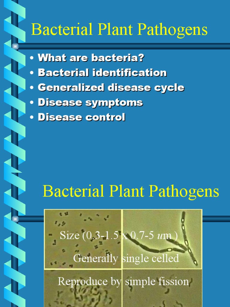 Bacterial Plant Pathogens | Download Free PDF | Plant Pathology | Bacteria