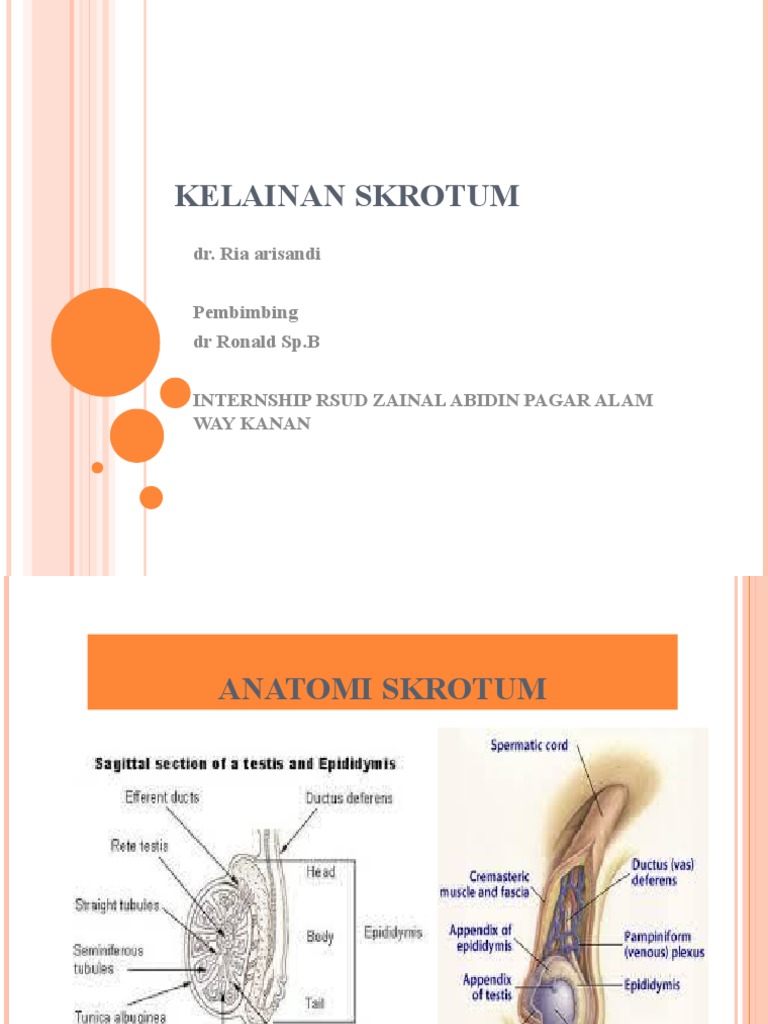 Kelainan Skrotum New | PDF
