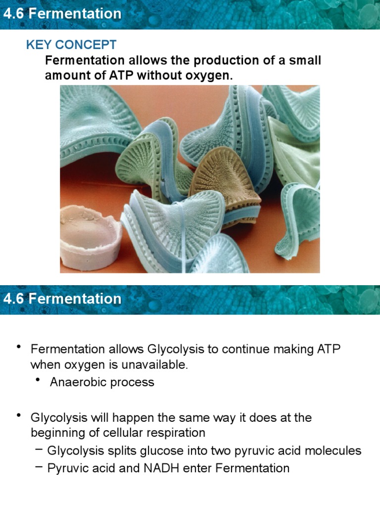 Fermentation Allows The Production of A Small Amount of ATP Without ...