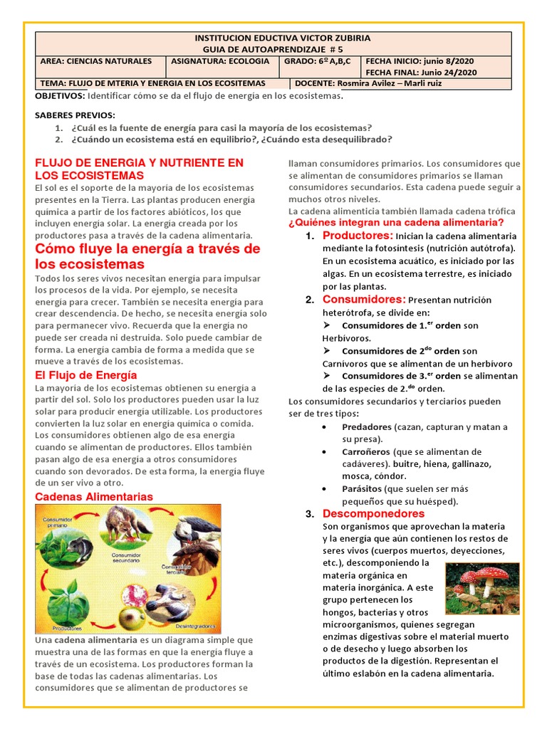 Guia 4 Flujo de Materia y Energia en Los Ecositemas | PDF | Red ...