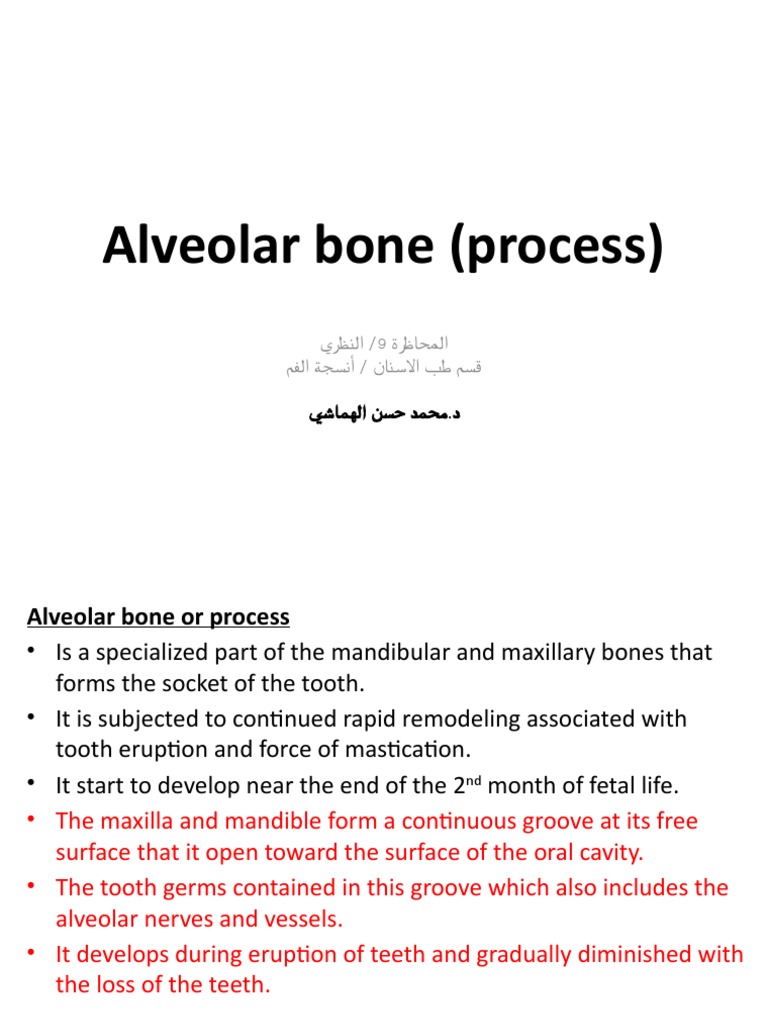 Lec 9 Alveolar Bone | PDF | Bone | Human Tooth