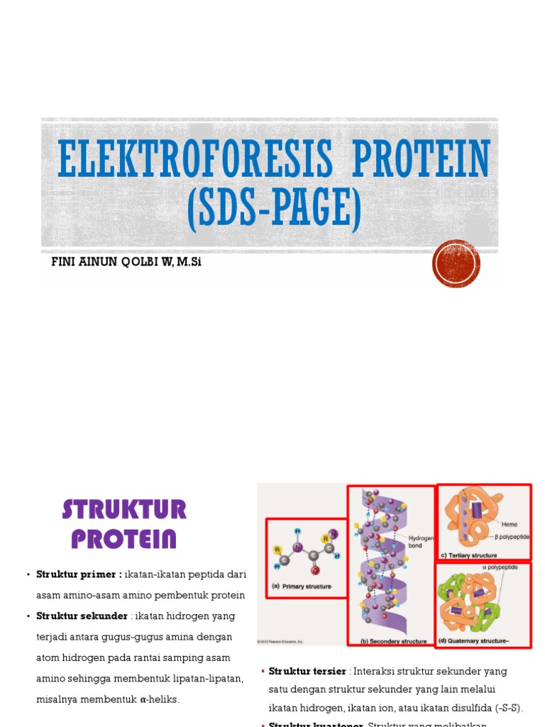 Elektroforesis Protein - Sds Page PDF | PDF