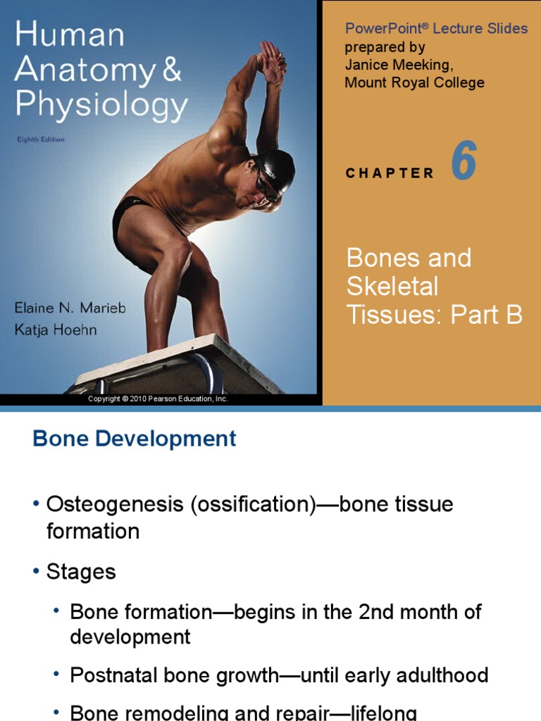 Bones and Skeletal Tissues: Part B: Prepared by Janice Meeking, Mount ...