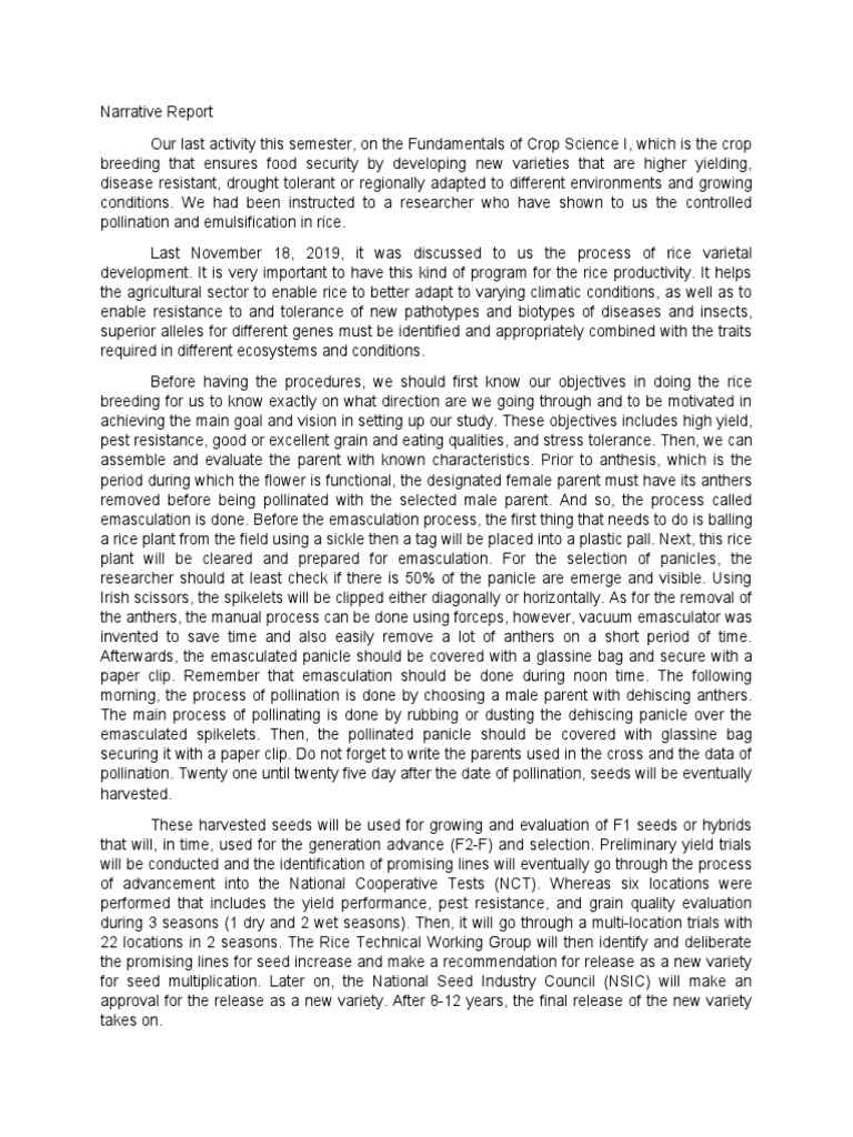 Agri 32 2 Narrative | PDF | Plant Breeding | Rice