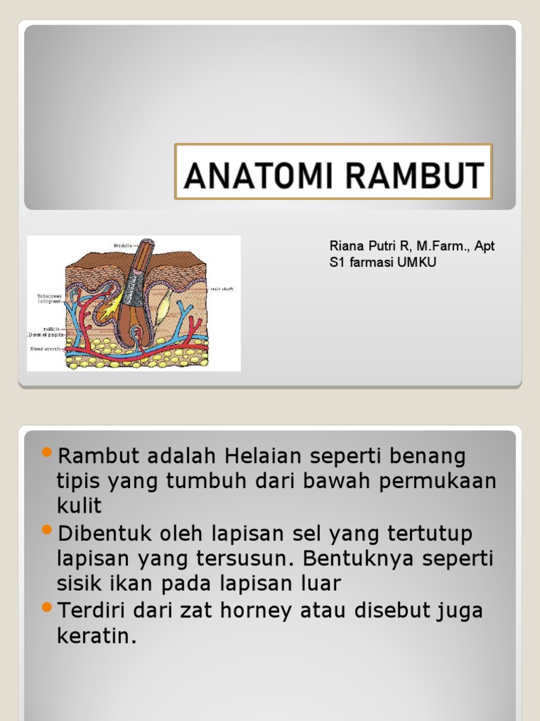 Anatomi Rambut. | PDF