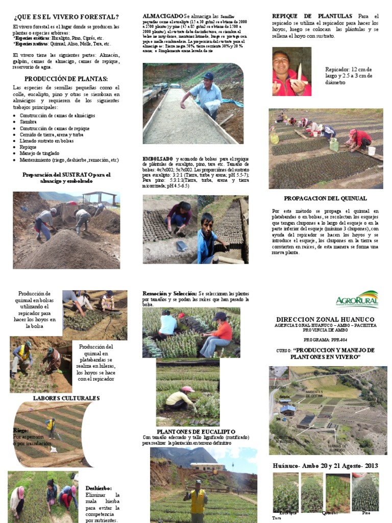 Triptico Vivero Forestal - Huanuco | PDF | Diseño ambiental | Plantas