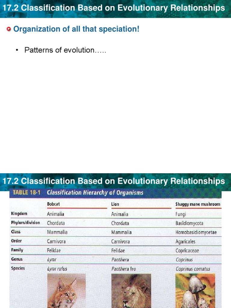 Organization of All That Speciation! | PDF | Reptile | Clade