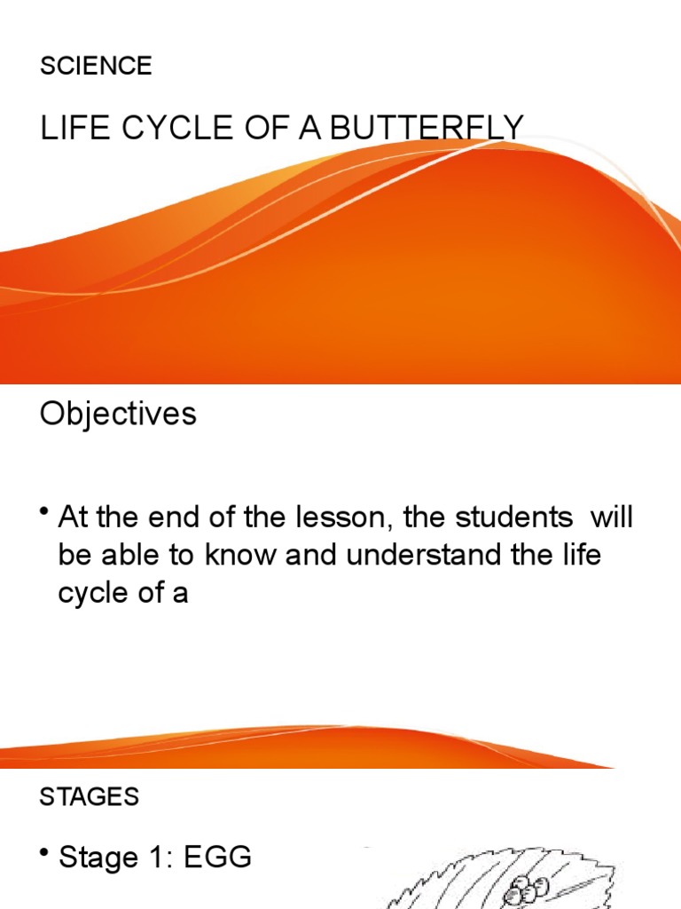 Life Cycle of A Butterfly For Kids | PDF