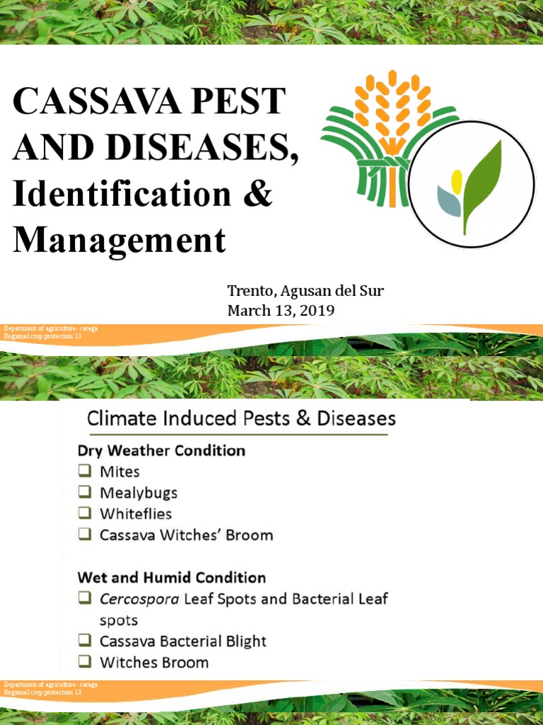 Cassava Pests and Diseases Management | PDF | Biological Pest Control ...
