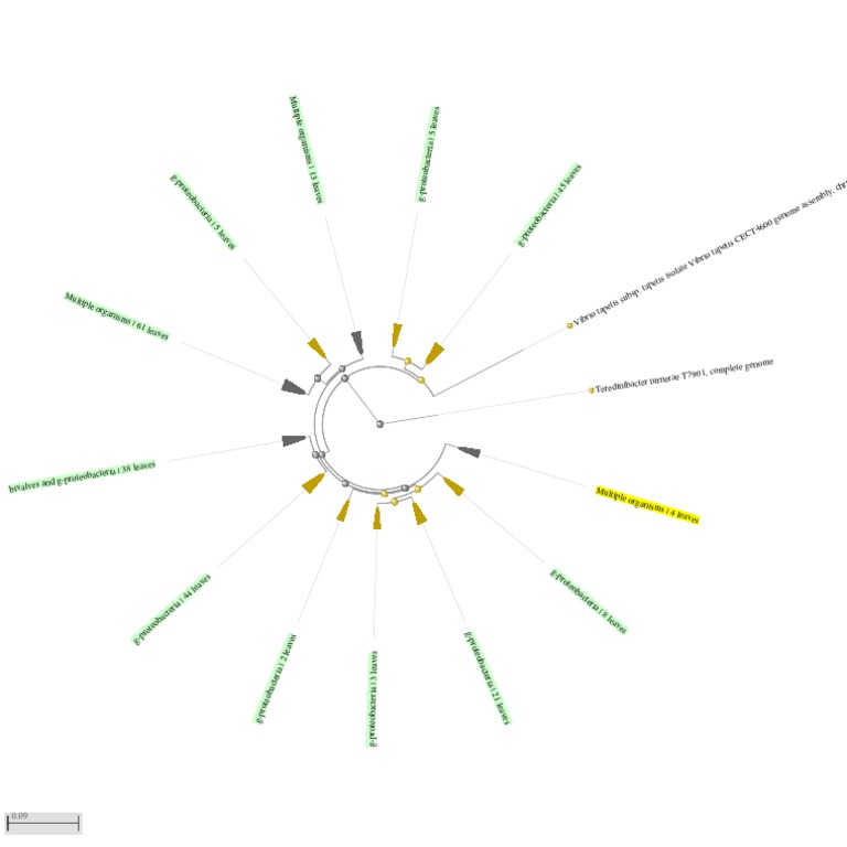 BLAST RESULTS - Phylogenetic-Tree - Circular-Cladogram-Blast | PDF