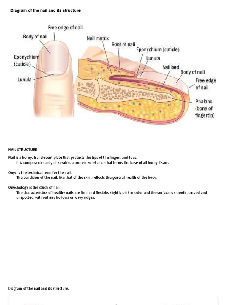 Diagrams of The Nail and Its Structure | PDF