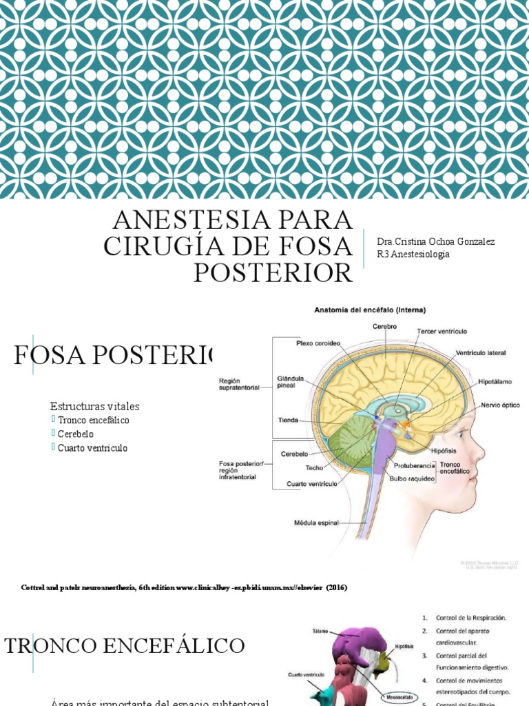 Fosa Posterior | PDF | Sistema nervioso | Anatomía humana