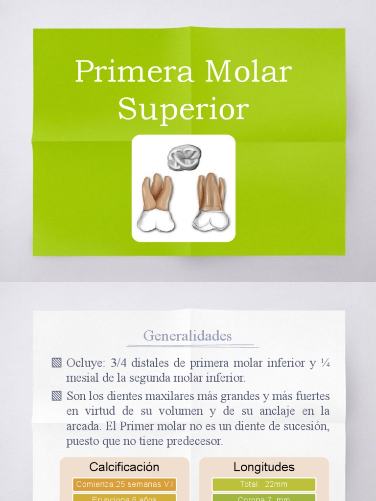 Primera Molar Superior | PDF | Ramas de Odontología | Anatomia dental