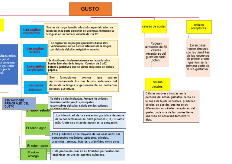 MAPA CONCEPTUAL DEl GUSTO | Descargar gratis PDF | Gusto | Sistema nervioso