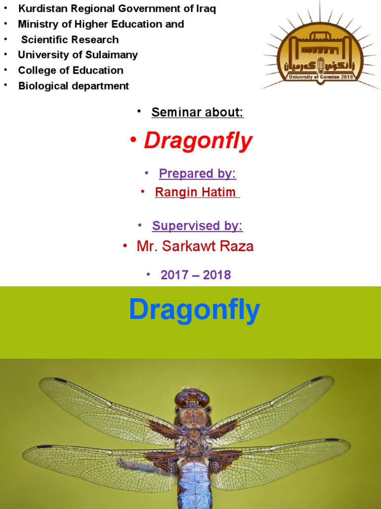 Dragonfly Presentation | PDF | Dragonfly | Insects
