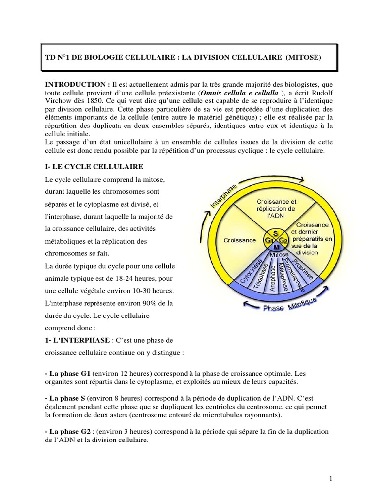 Cycle cellulaire et mitose expliqués | PDF | Mitose | Chromosome