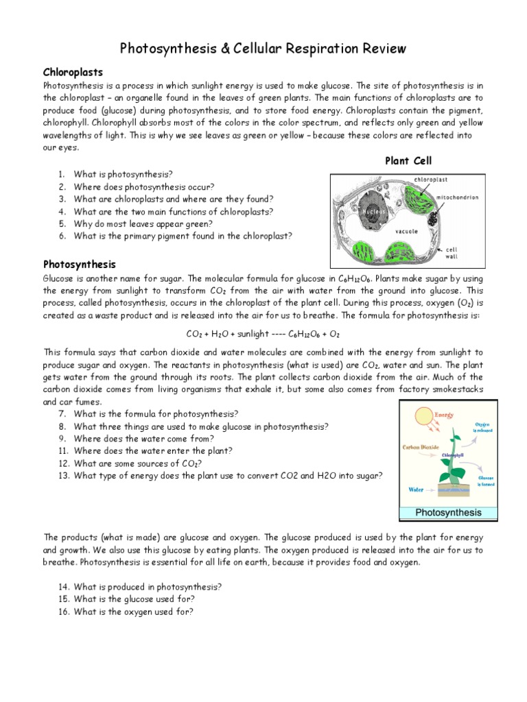 Photosynthesis and Cellular Respiration Review Questions PDF | PDF ...