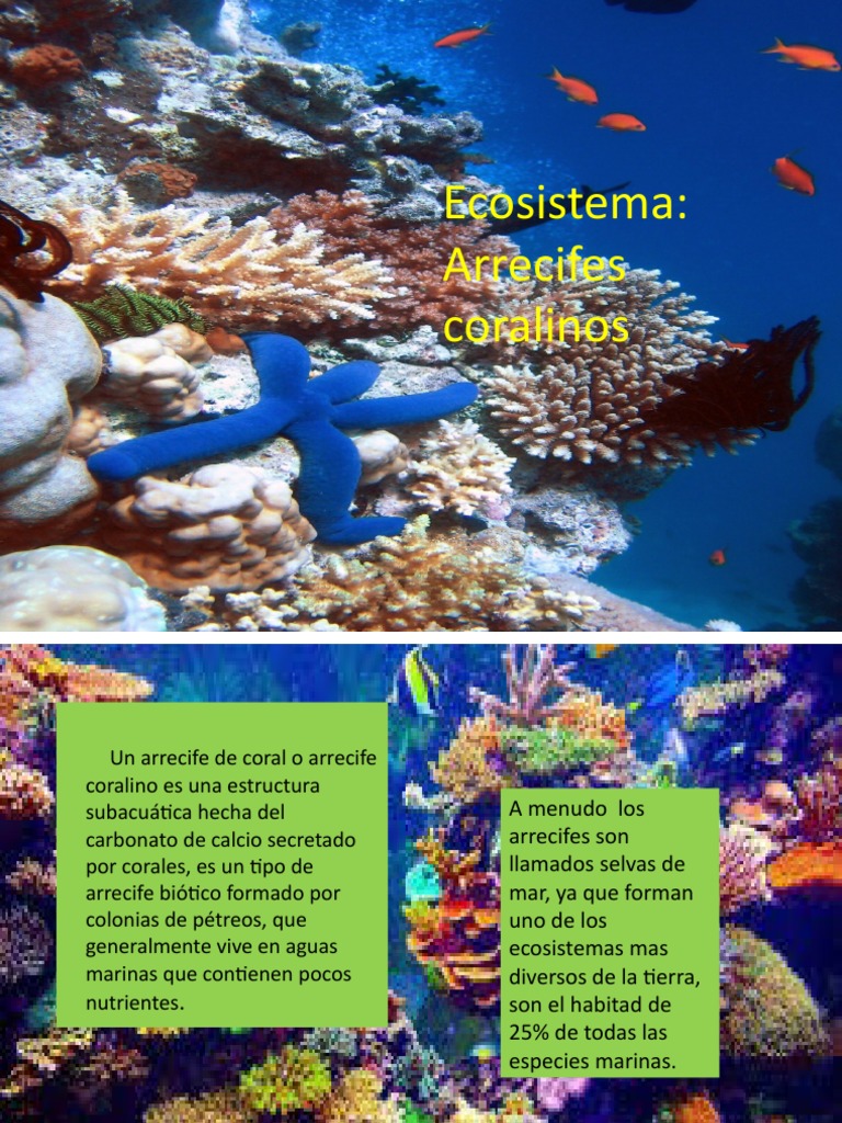 Arrecifes | PDF | Arrecife de coral | Ecología de sistemas