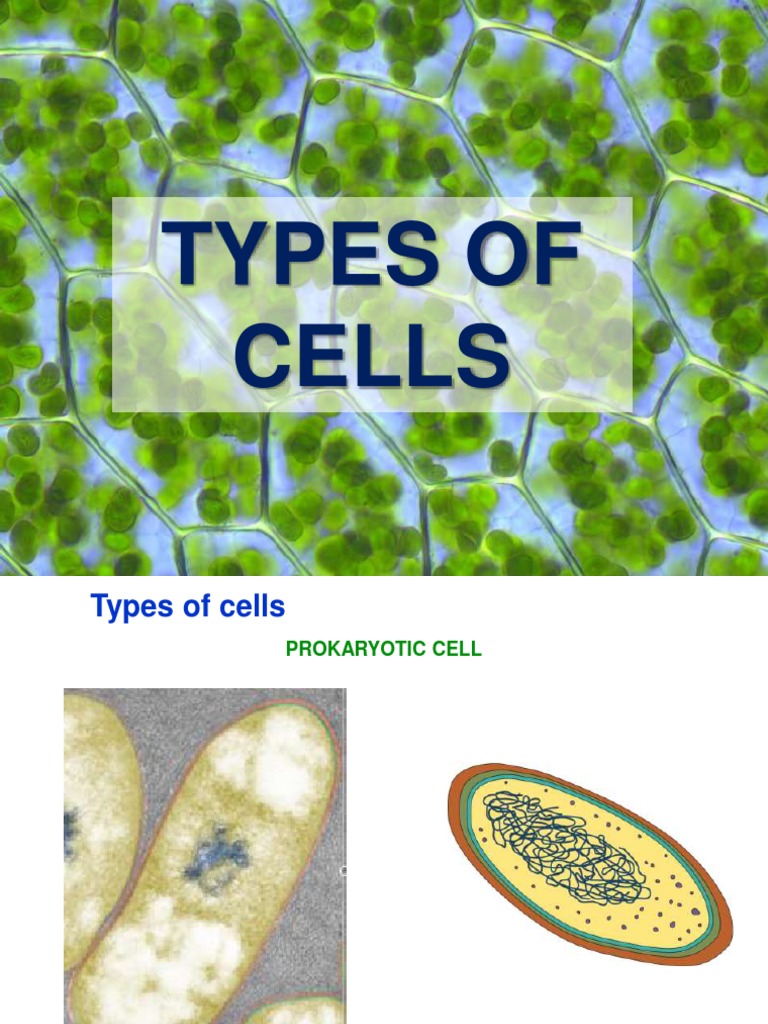Types of Cells | PDF